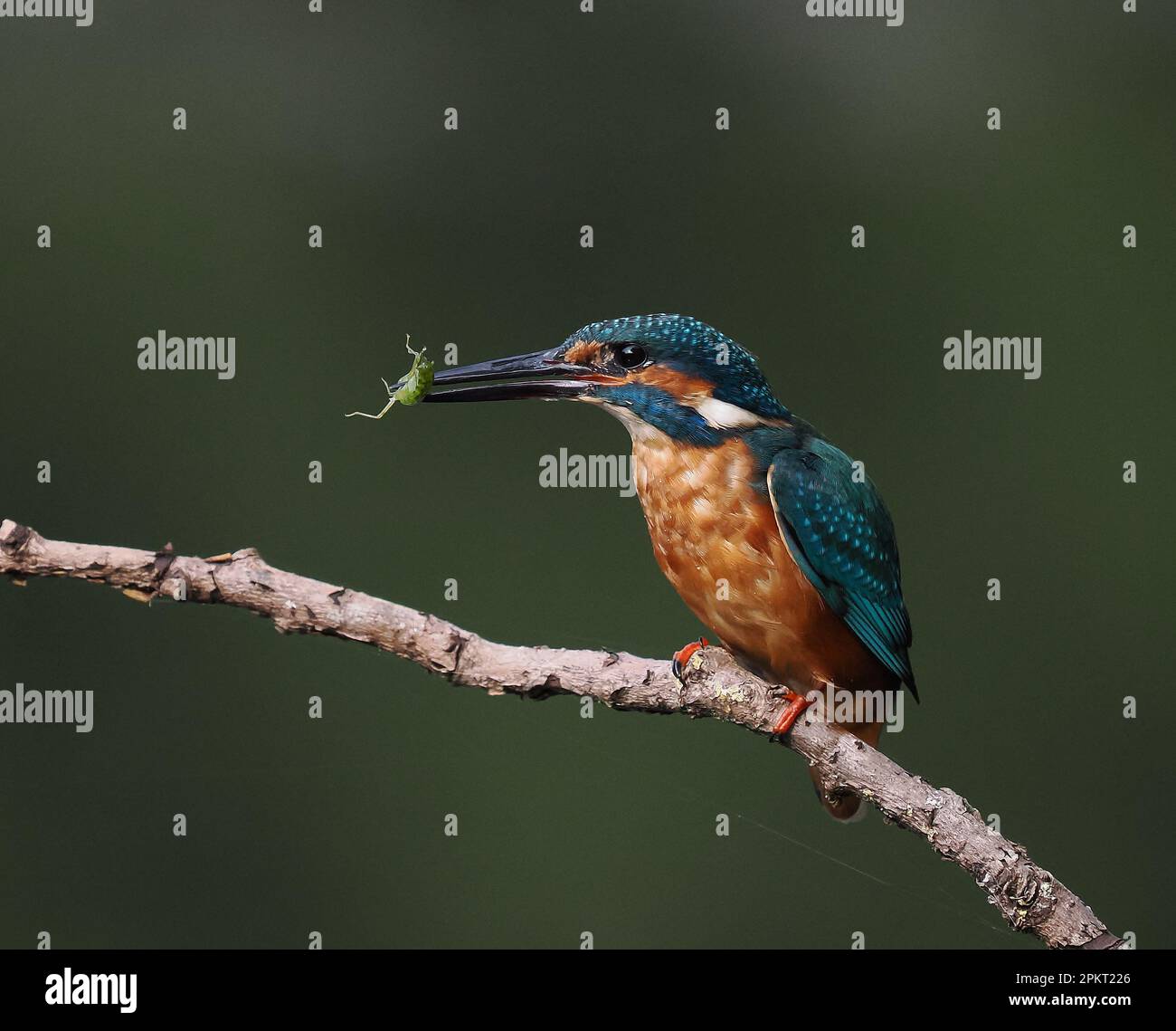 Kingfisher are one of the most colourful UK birds, it is recorded that ...