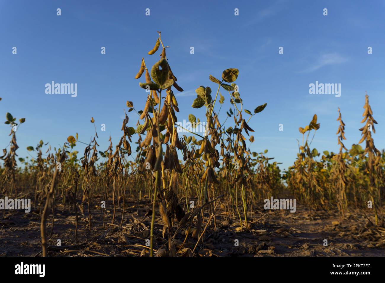 Soy crops santa fe argentina hi-res stock photography and images - Alamy