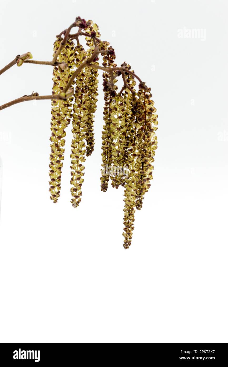 Branch of Alnus Glutinosa Tree (Common European Black Alder). Flowers ...