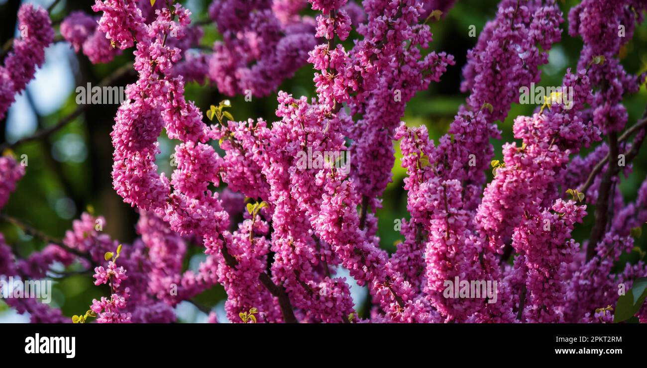 branches of redbud tree in the garden. nature background on a sunny day ...