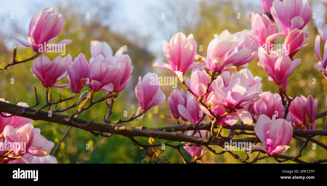 backlit magnolia flowers. floral background in the park. spring holiday ...