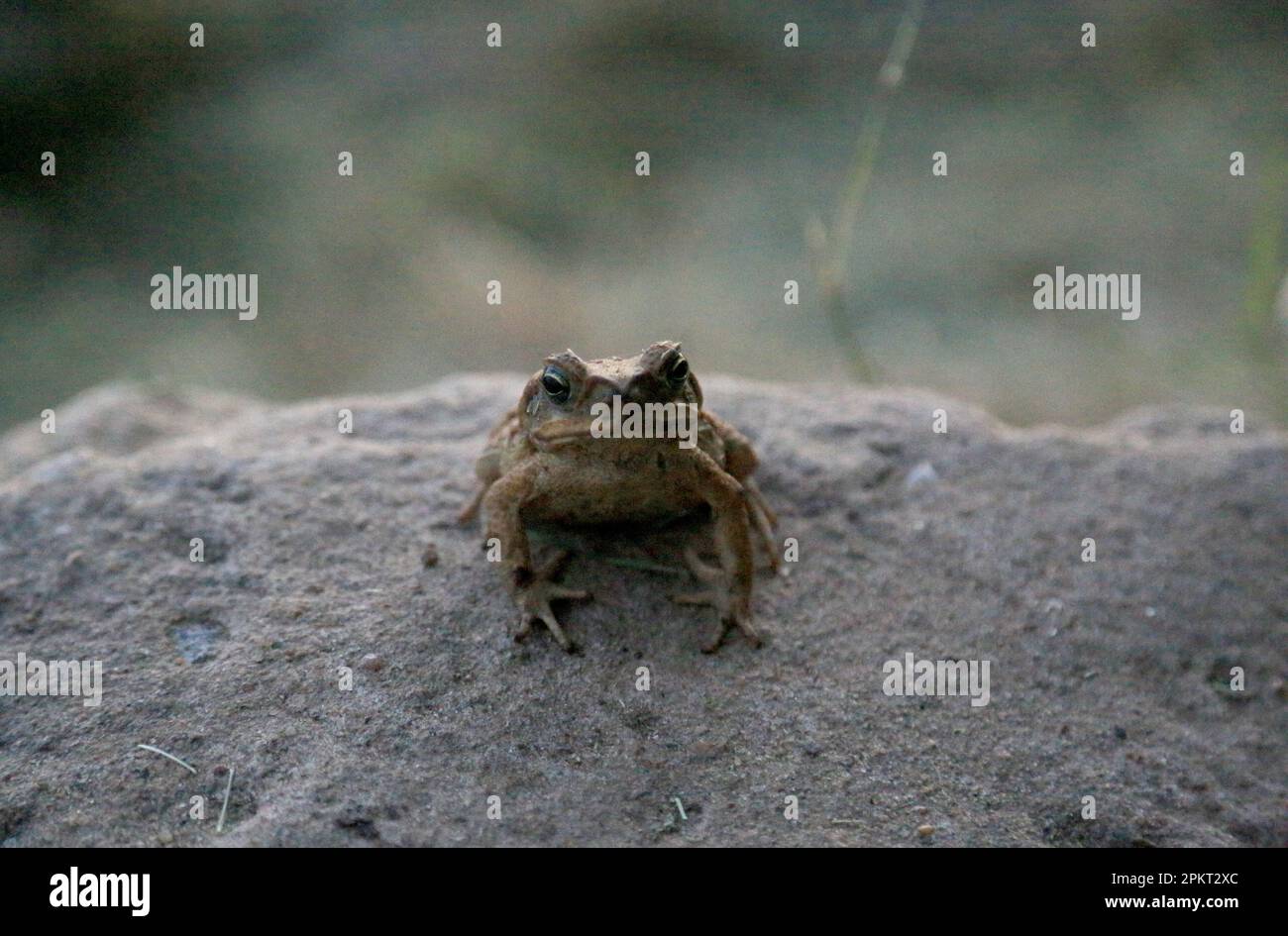 Rio frog hi-res stock photography and images - Alamy