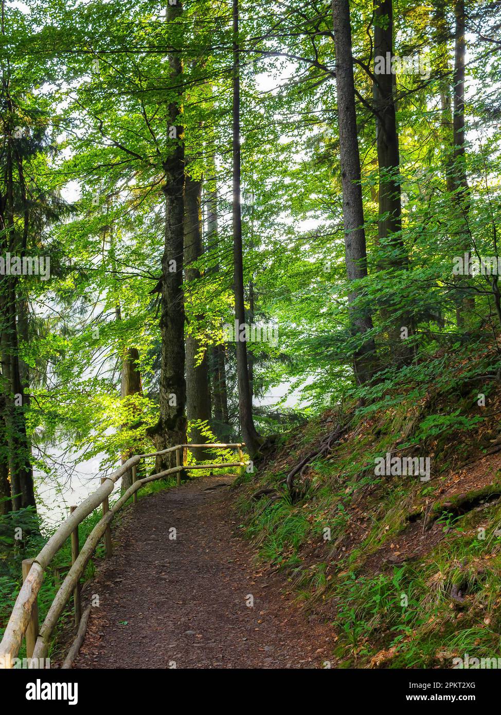 forest trail in park. beautiful summer countryside background Stock ...