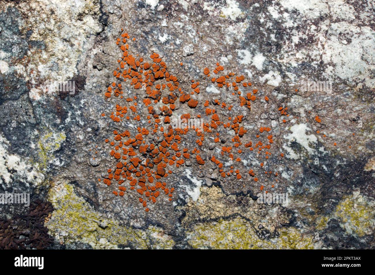 Caloplaca hi-res stock photography and images - Alamy