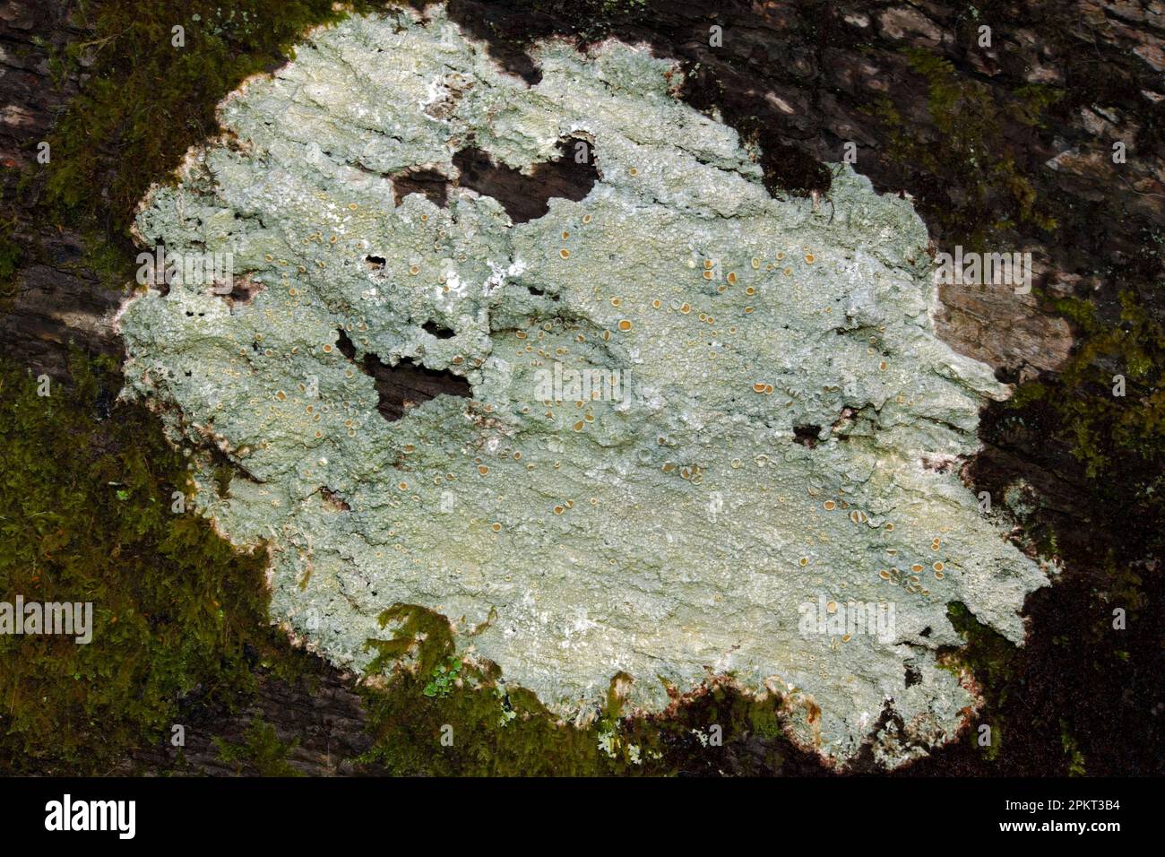 Lichen with circumpolar arctic to temperate distribution hi-res stock ...