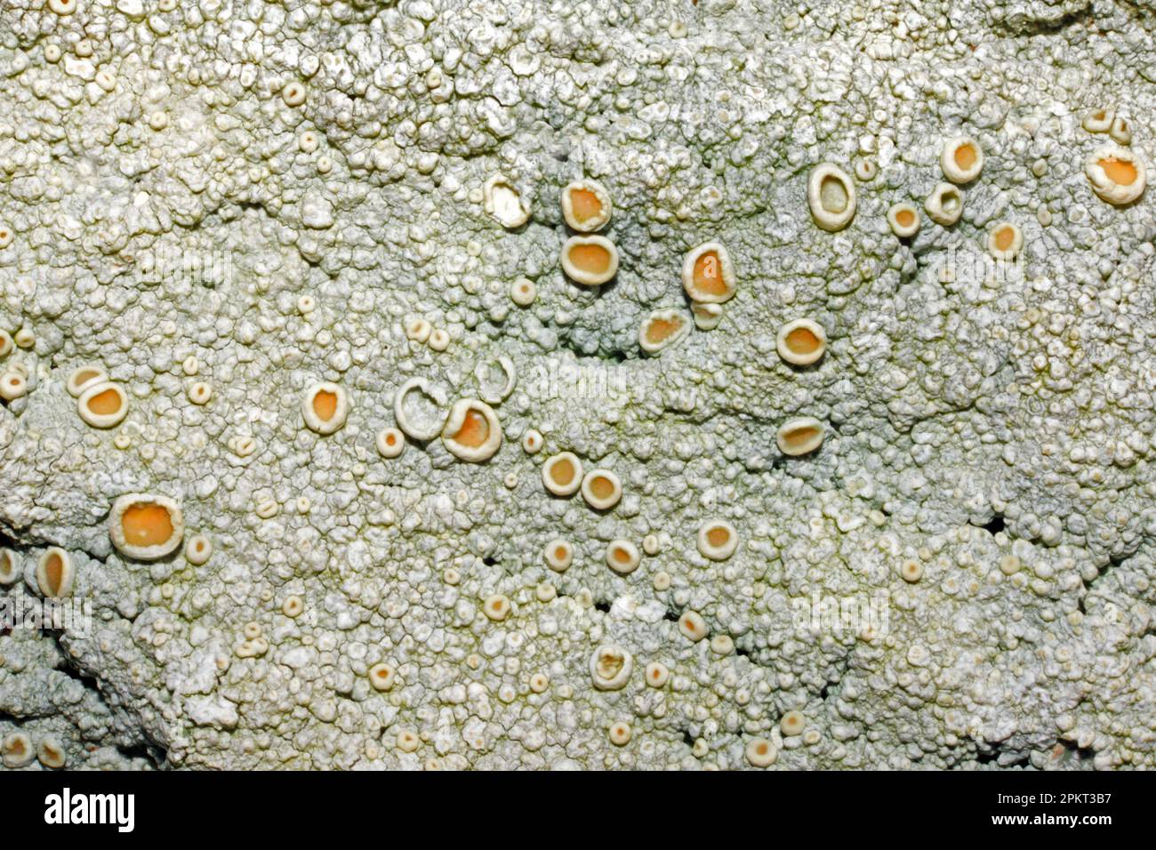 Lichen with circumpolar arctic to temperate distribution hi-res stock ...