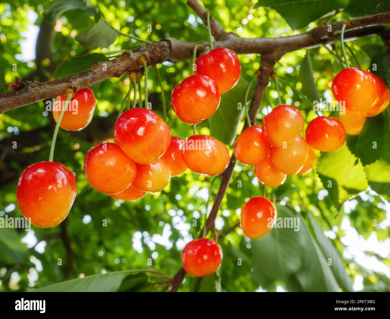 Cherry Fruit Tree Branch