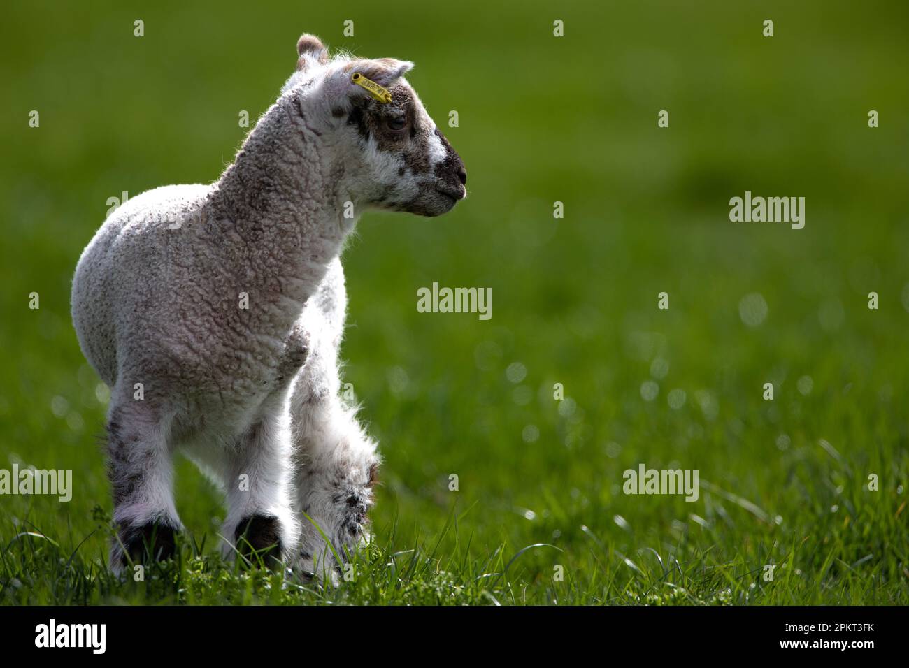 A Spring Lamb Stock Photo - Alamy