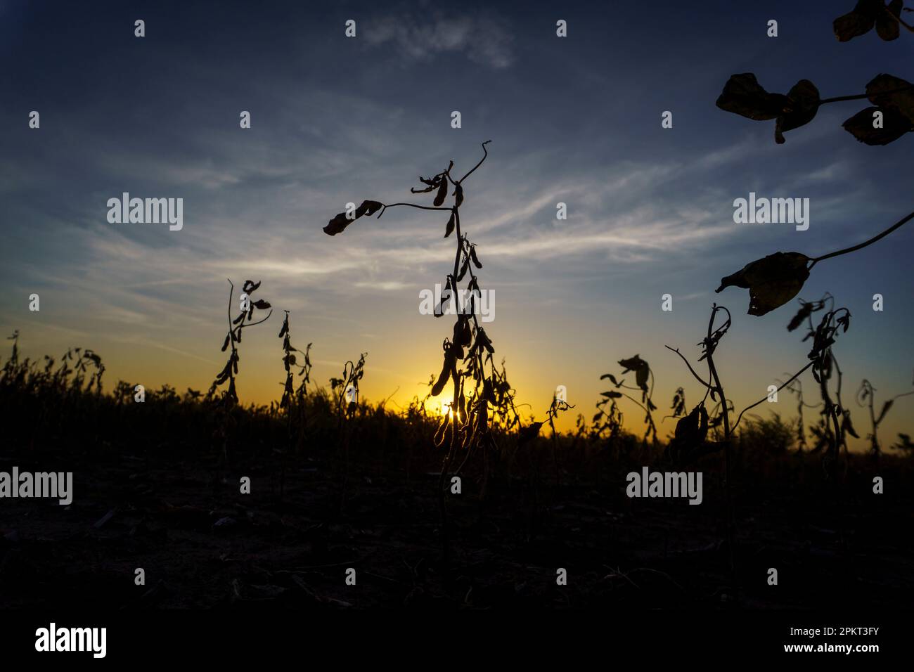 Soy crop drought hi-res stock photography and images - Alamy