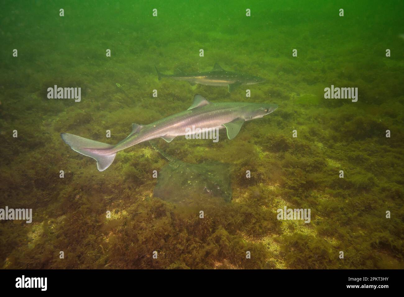 Spurdog Underwater Loch Etive, Scotland Stock Photo - Alamy
