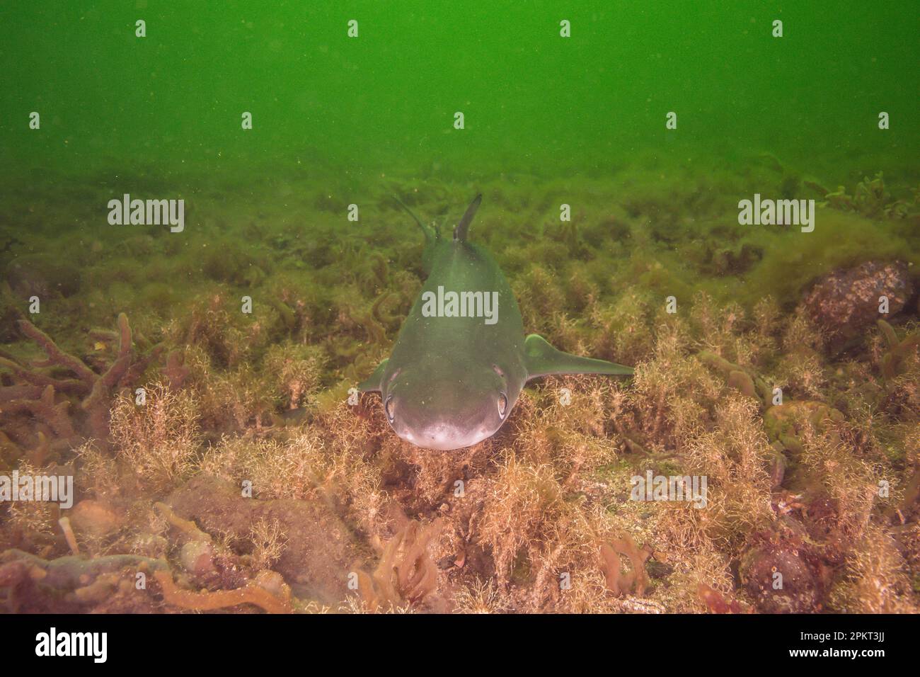 Spurdog Underwater Loch Etive, Scotland Stock Photo - Alamy