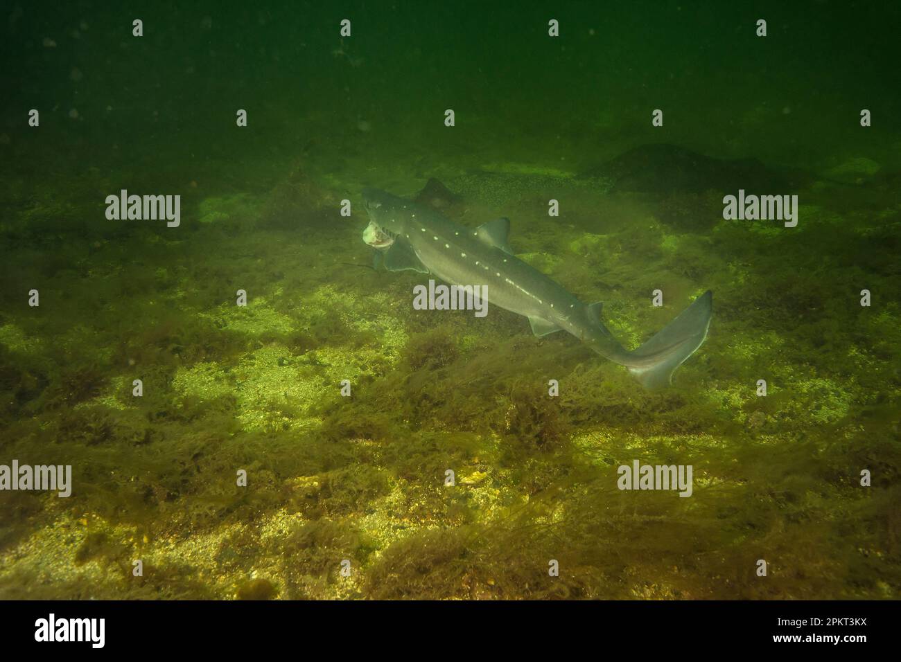 Spurdog Underwater Loch Etive, Scotland Stock Photo - Alamy
