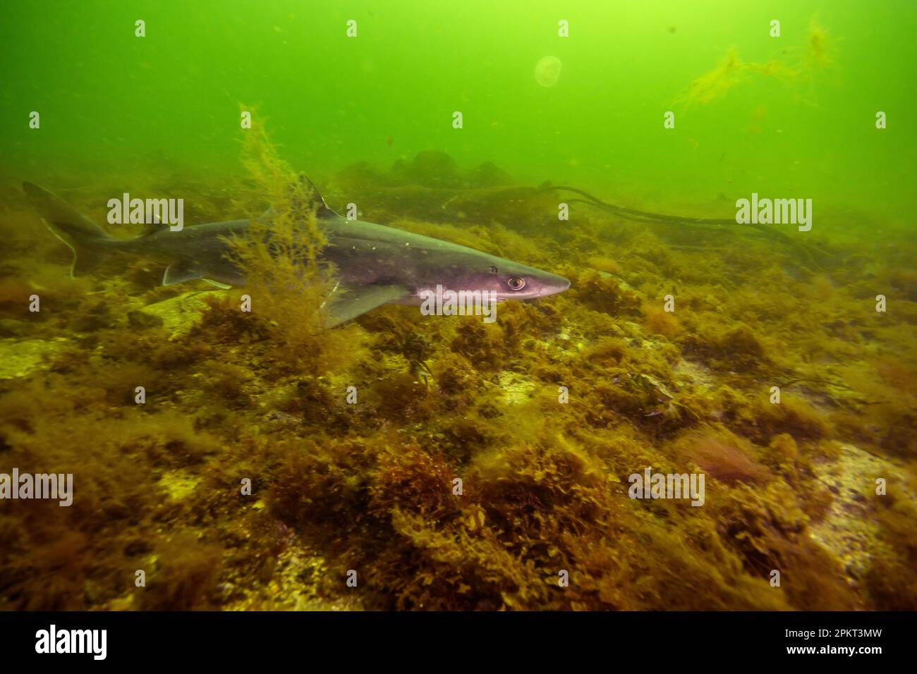 Spurdog Underwater Loch Etive, Scotland Stock Photo - Alamy