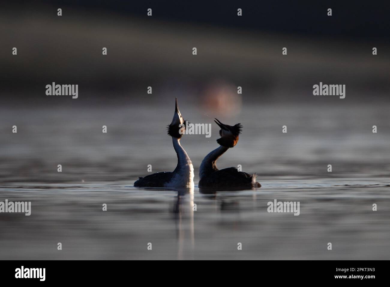 Mating dancing hi-res stock photography and images - Alamy