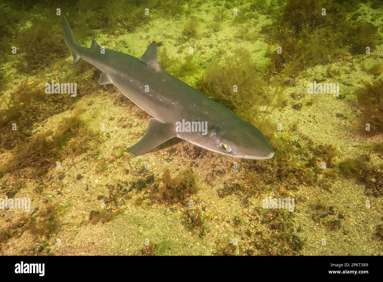 Spurdog Underwater Loch Etive, Scotland Stock Photo - Alamy
