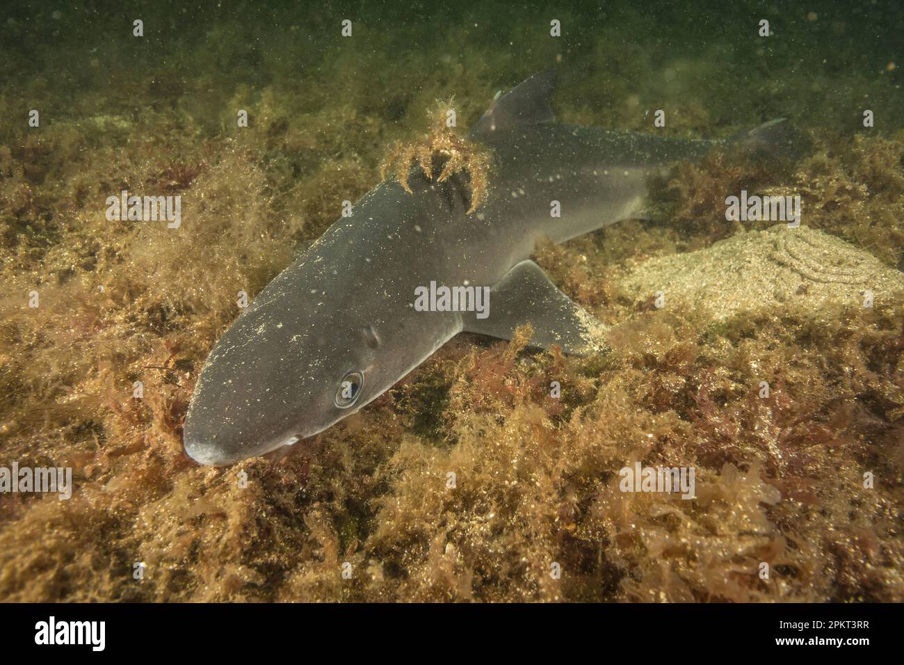 Spurdog hi-res stock photography and images - Alamy