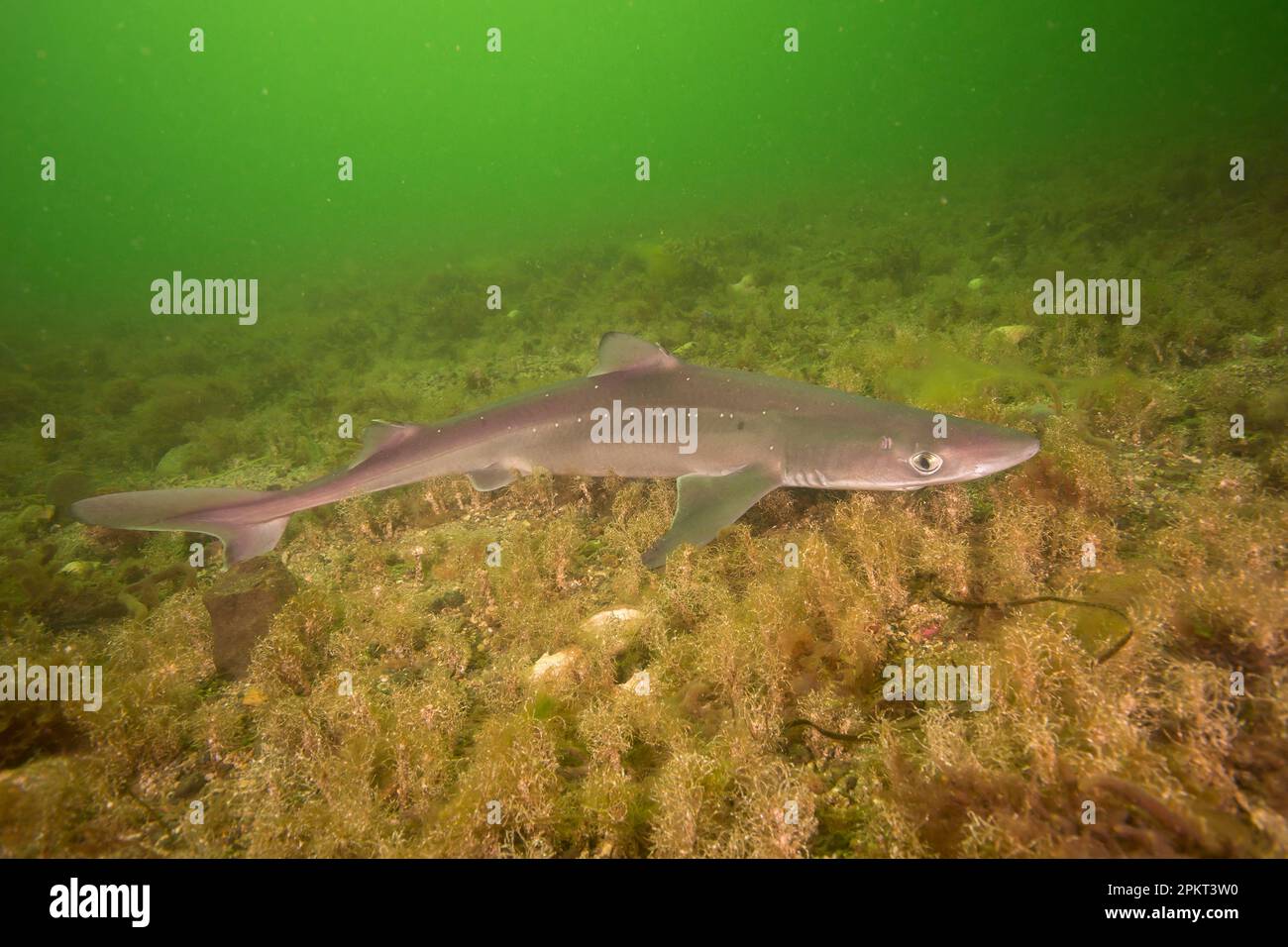 Spurdog Underwater Loch Etive, Scotland Stock Photo - Alamy