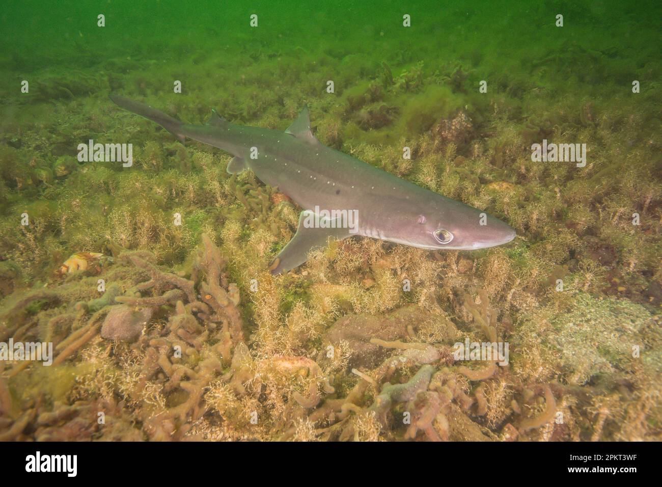 Spurdog shark hi-res stock photography and images - Alamy