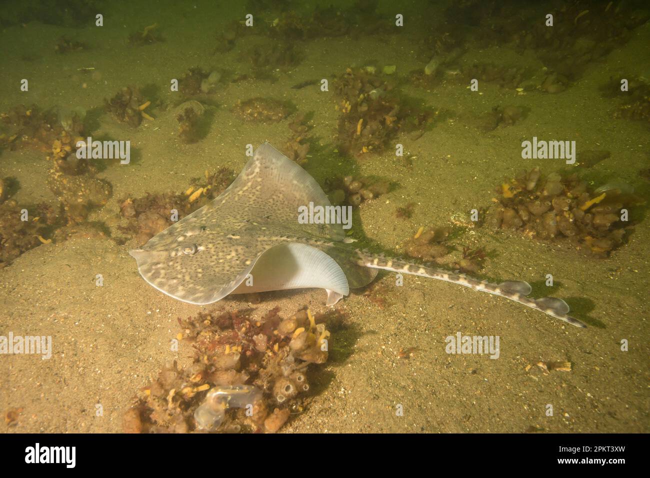 Uk sea fish underwater hi-res stock photography and images - Alamy