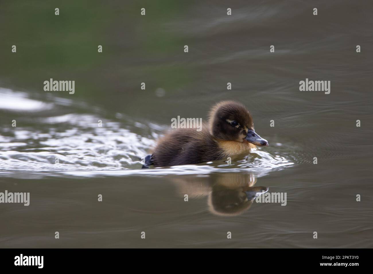 Duckling fluffy hi-res stock photography and images - Alamy