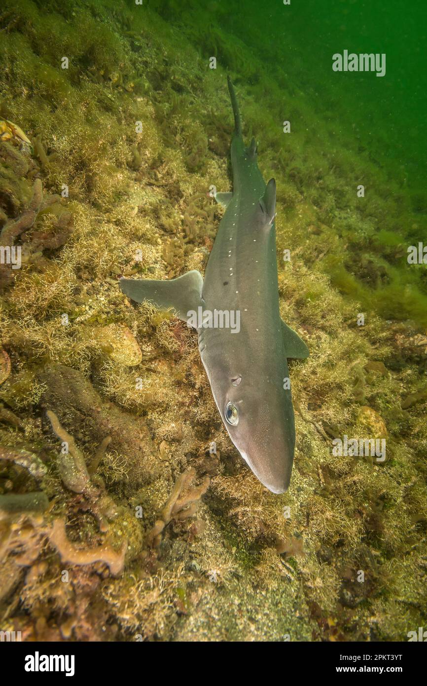 Spurdog shark hi-res stock photography and images - Alamy