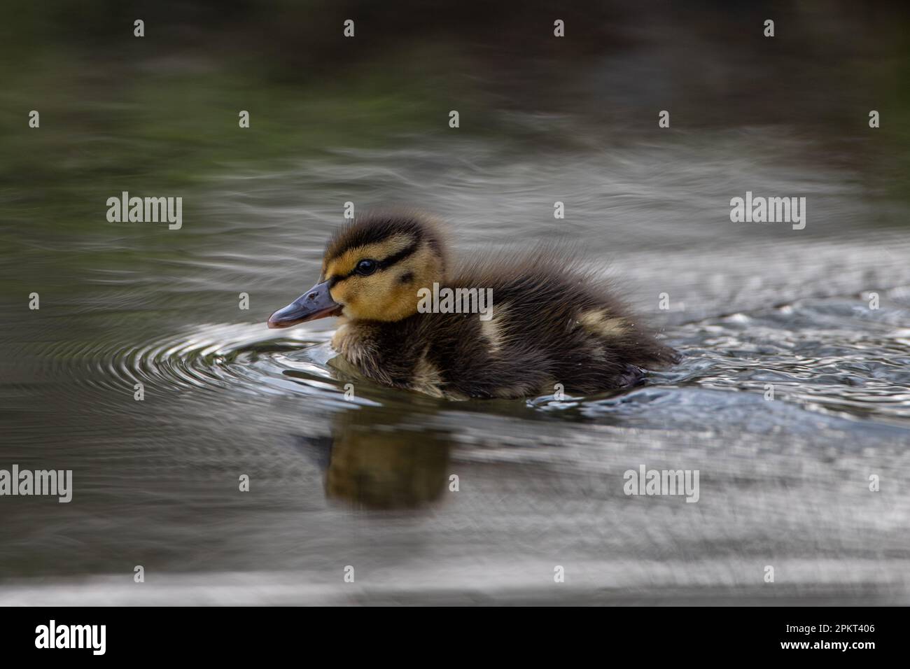 Duckling fluffy hi-res stock photography and images - Alamy