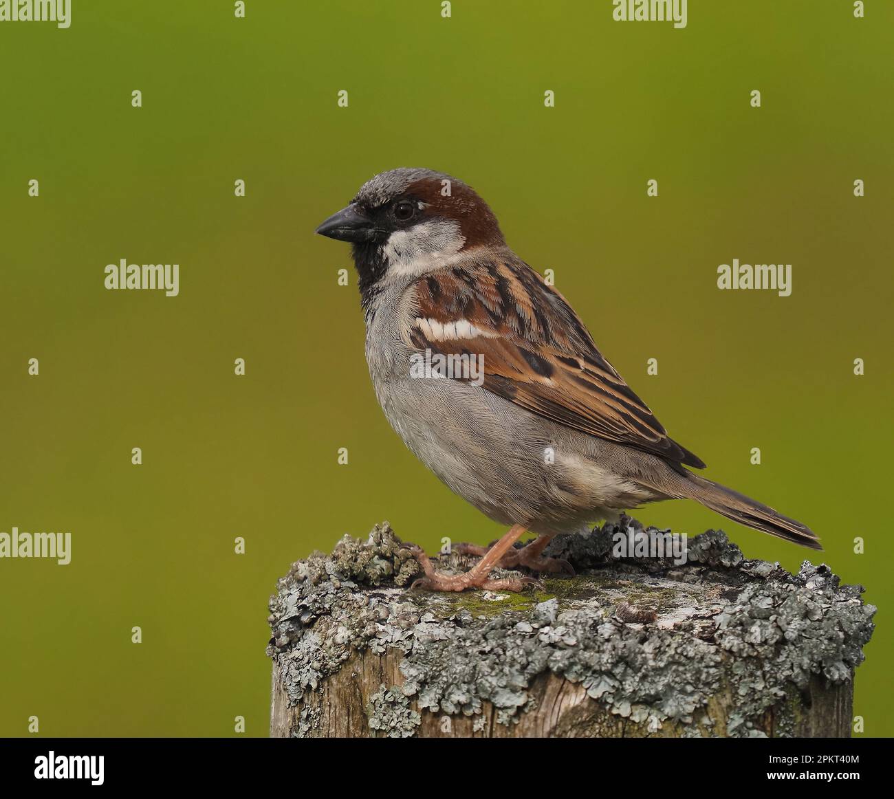 Decreased numbers in the uk hi-res stock photography and images - Alamy