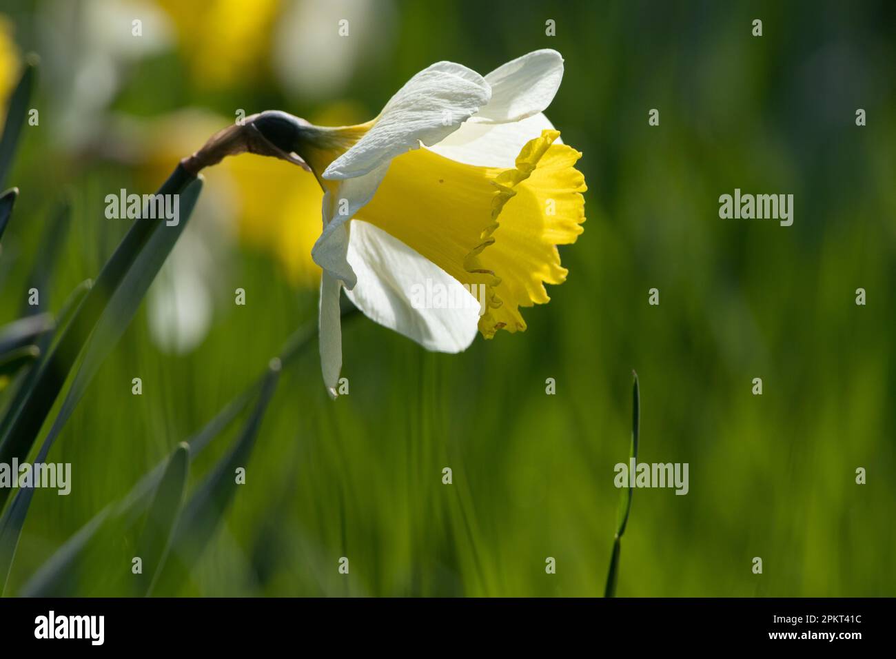 Spring daffodil hi-res stock photography and images - Alamy