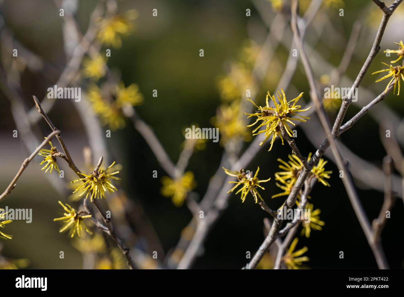 Witch Hazel (Hamamelis virginiana) in bloom. Common witch-hazel, and ...