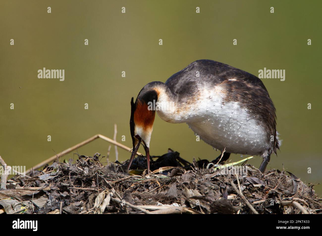 Great Crested Grebe checking on its eggs Stock Photo - Alamy