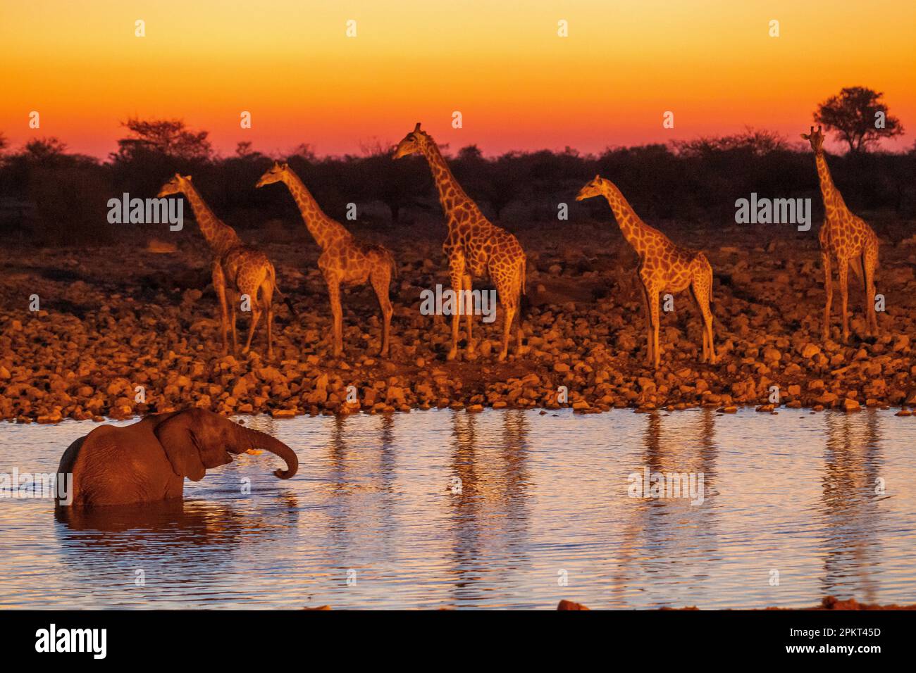 Elephant and giraffes at dusk, Okaukuejo waterhole, Etosha National ...