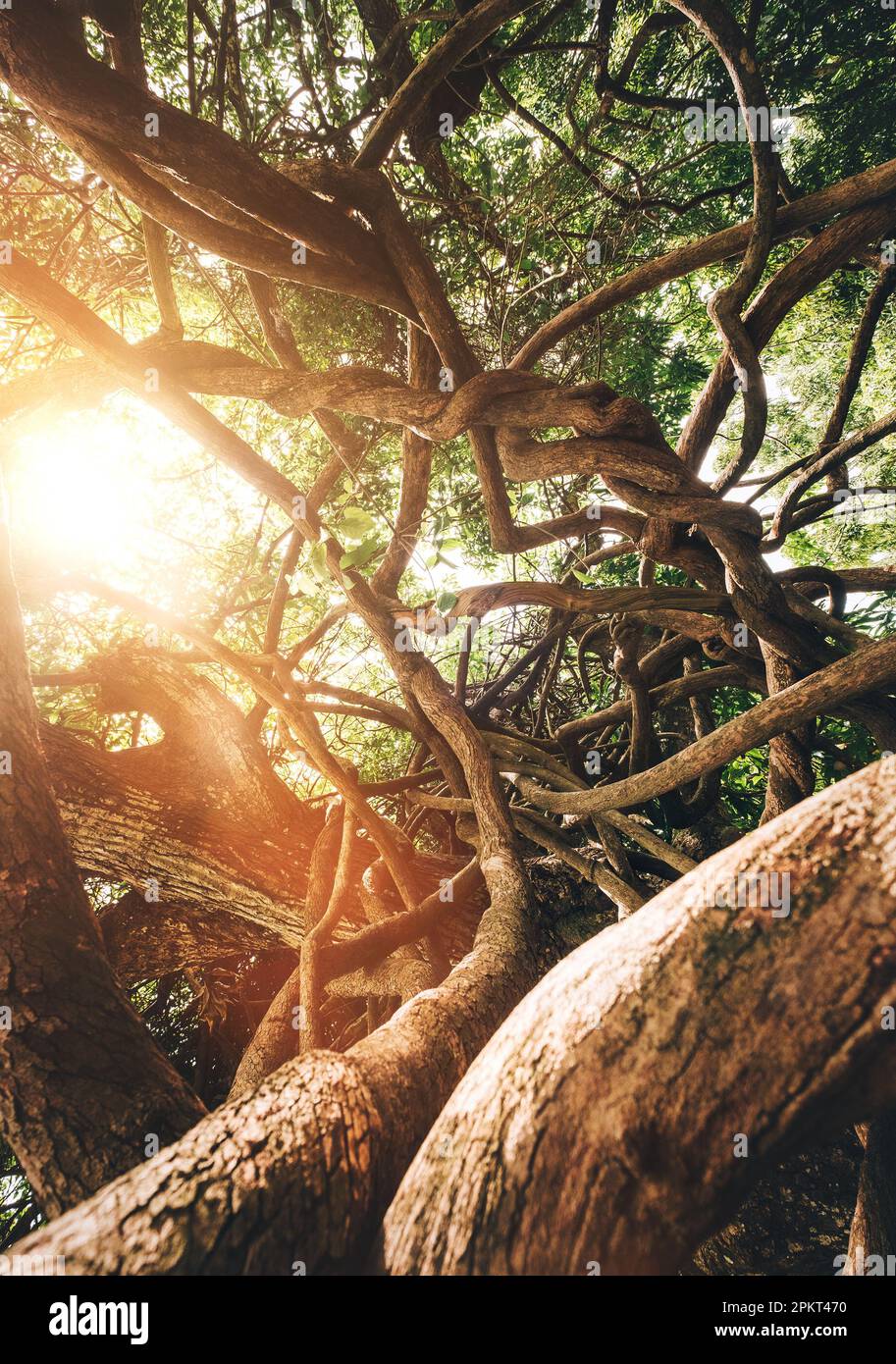 Curved tangled lianas and tree branches with a bright sunbeams ...