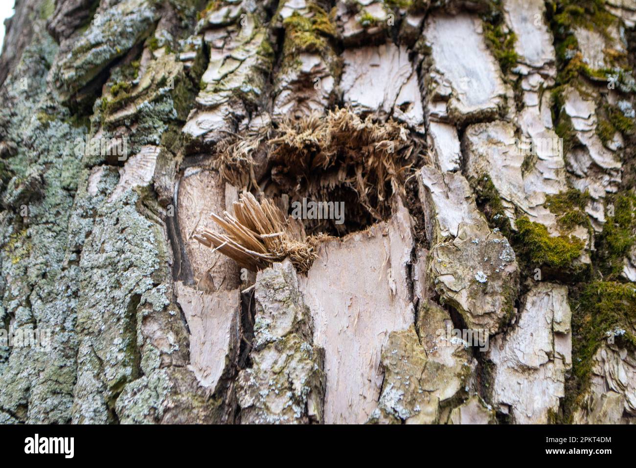 A close up of a tree trunk with a piece of wood that has the word wood ...
