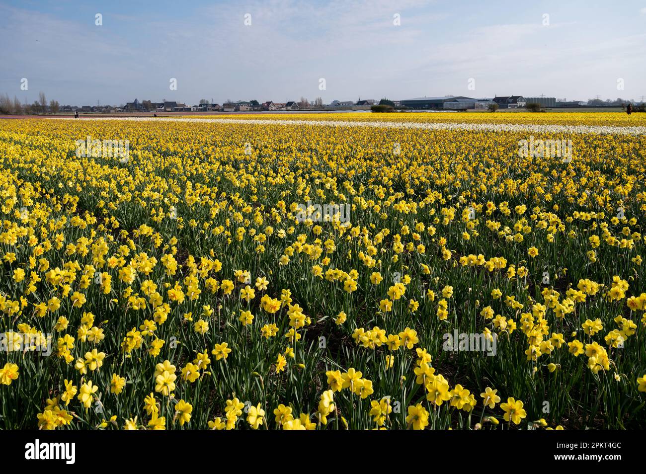 Dutch spring, colorful yellow daffodils flowers in blossom on farm ...