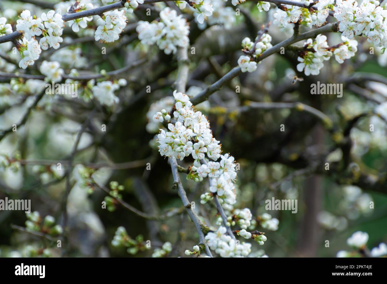 Spring white blossom of plum prunus fruit tree, orchard with fruit ...