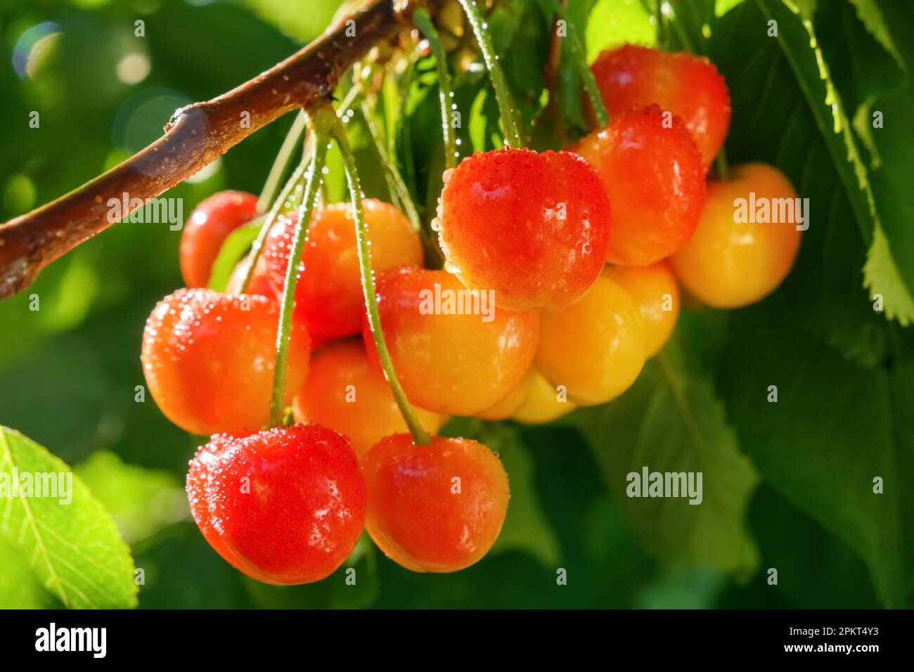 Rainier cherry harvest garden growing fruit branch sweet cherry fruit ...