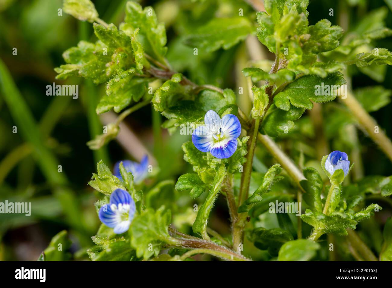 Germander Speedwell with blue flower growing in lawn. Home lawncare ...