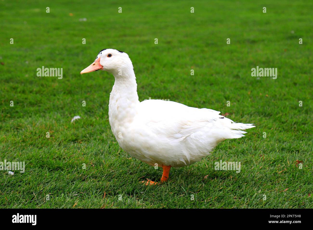 Family fluffy peking white hi-res stock photography and images - Alamy