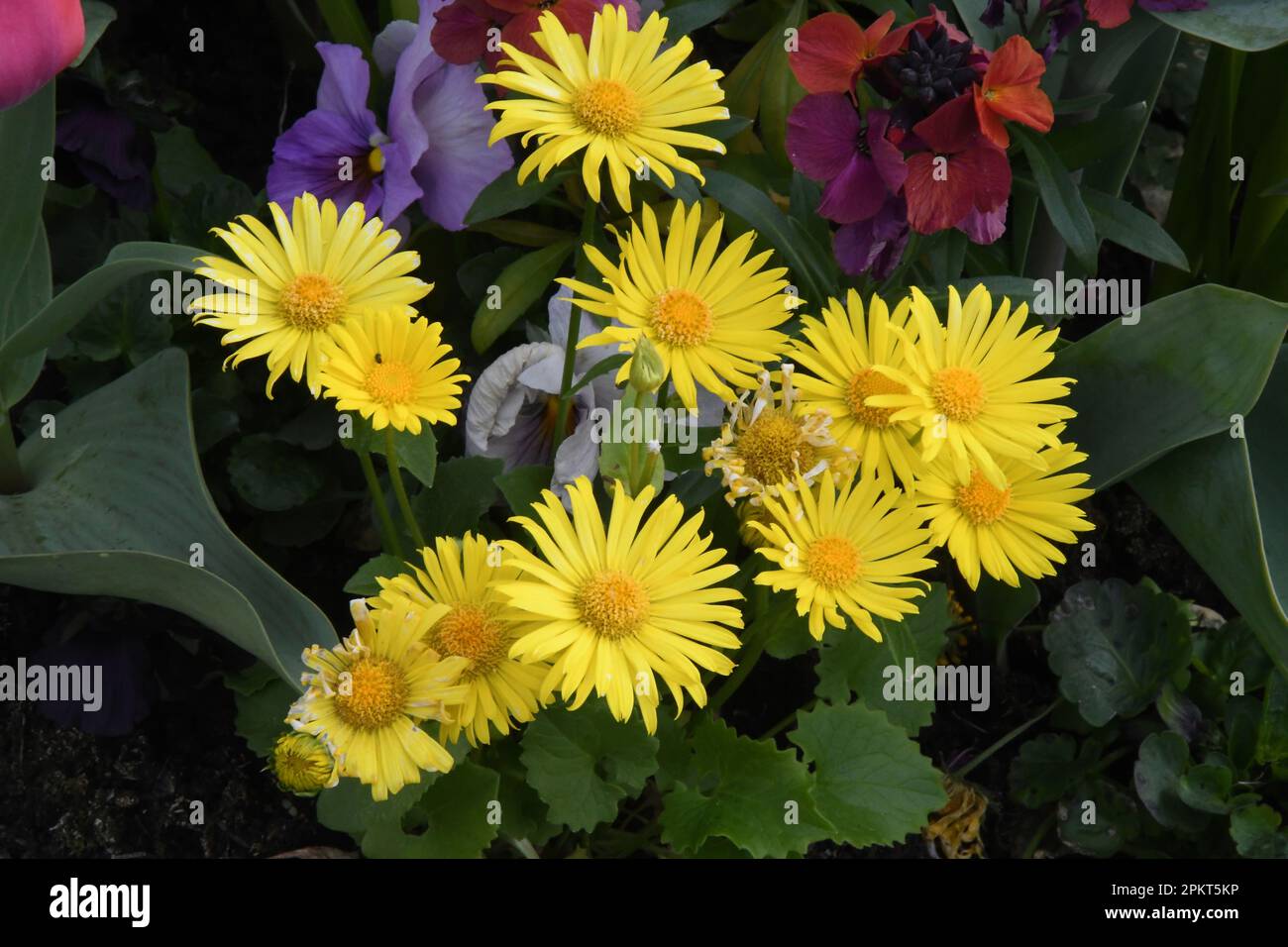 Copenhagen /Denmark/09 April 2023/Yellow daisy flowers for street ...