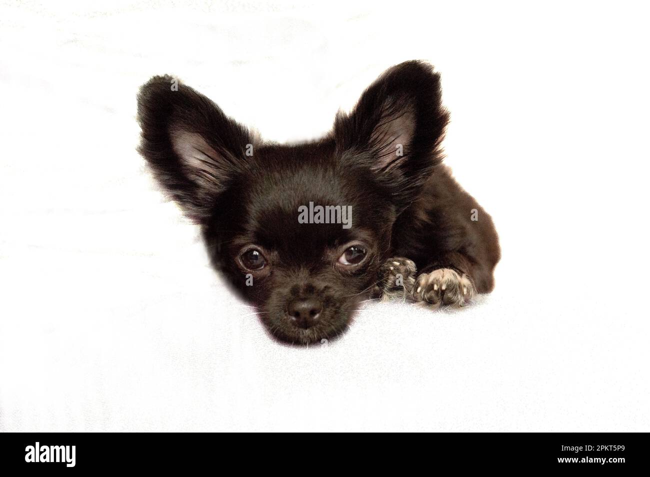 Black Chihuahua Puppies Cuddling