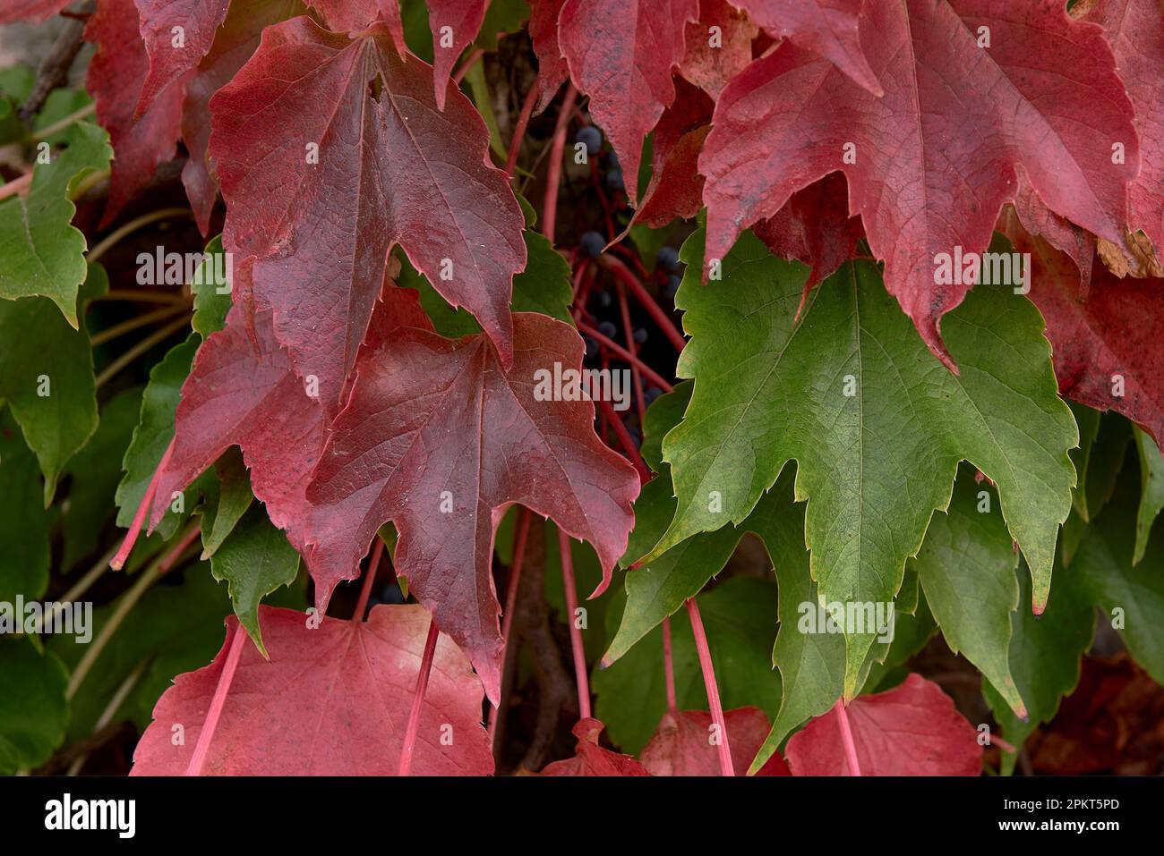 Detail of green and red ivy leaves.Detail, variety, texture, out-of ...