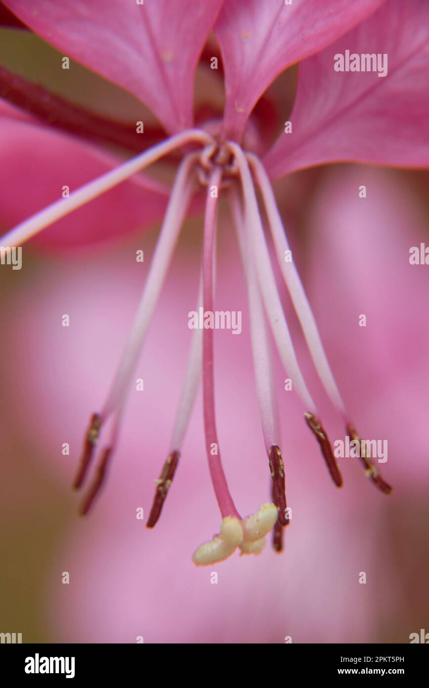 Detail of Gaura flower strellite on unfocused green background. Flower ...