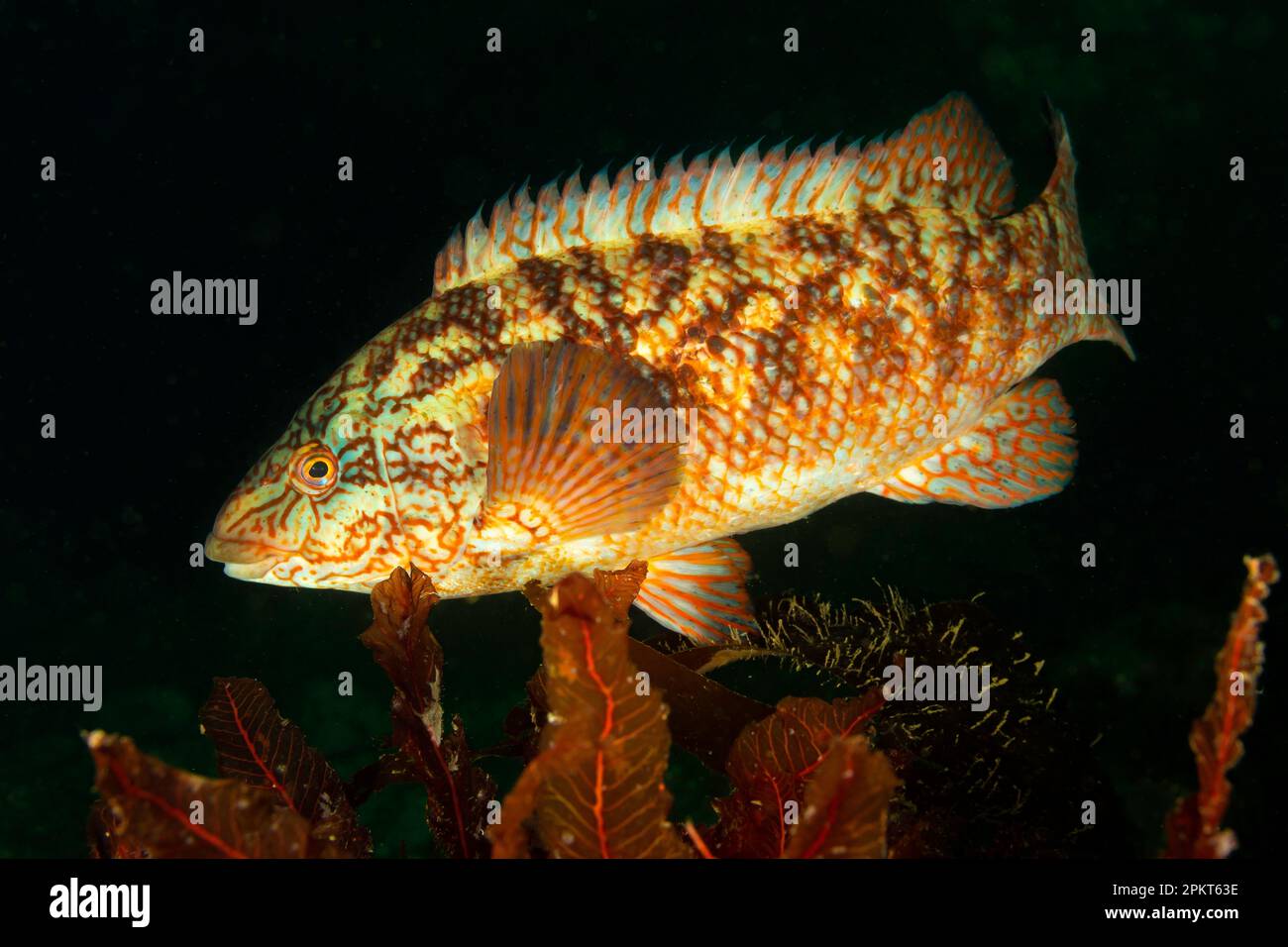Wrasse fish scotland hi-res stock photography and images - Alamy