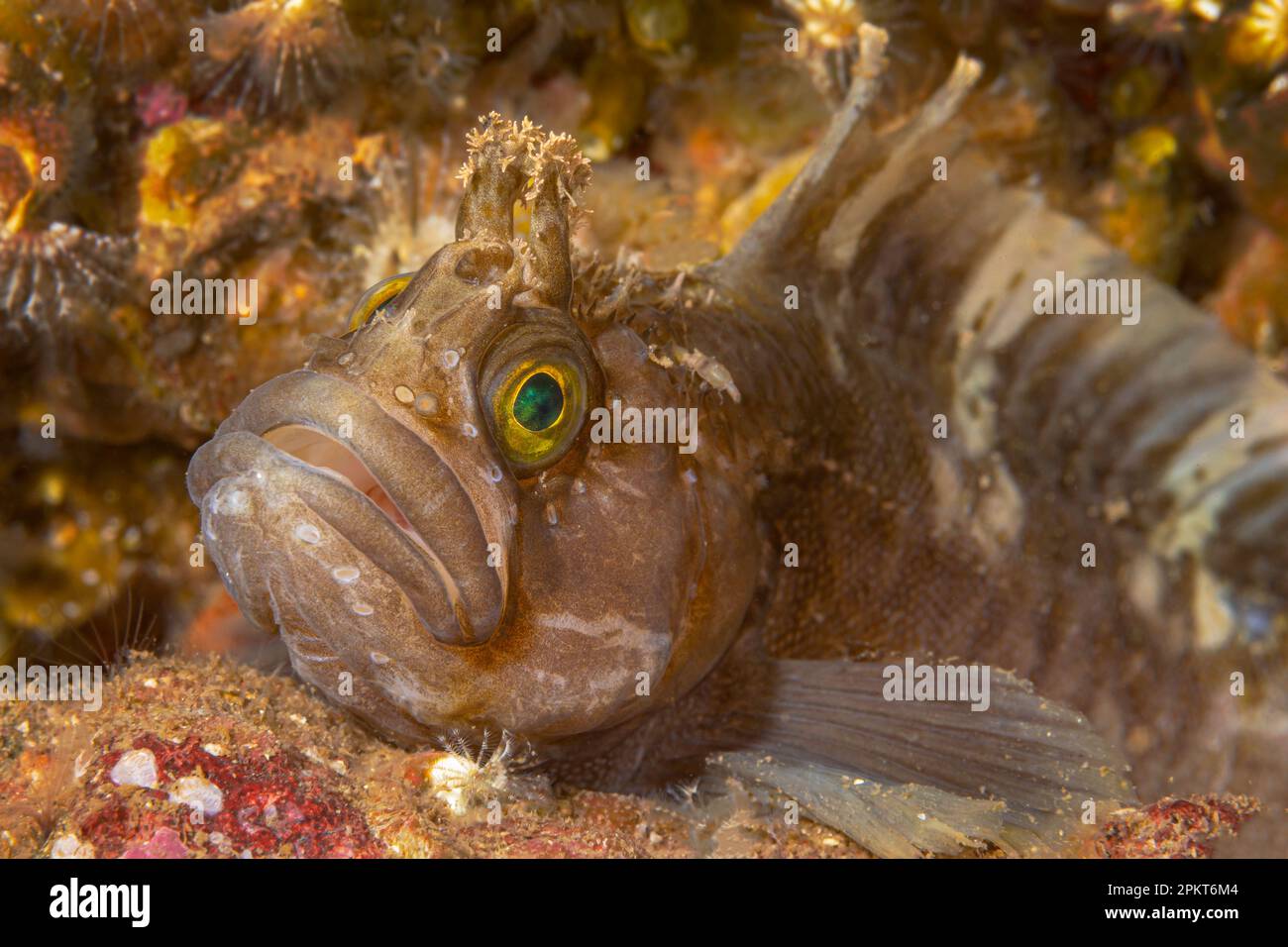Yarrels Blenny Underwater St. Abbs Scotland Stock Photo - Alamy