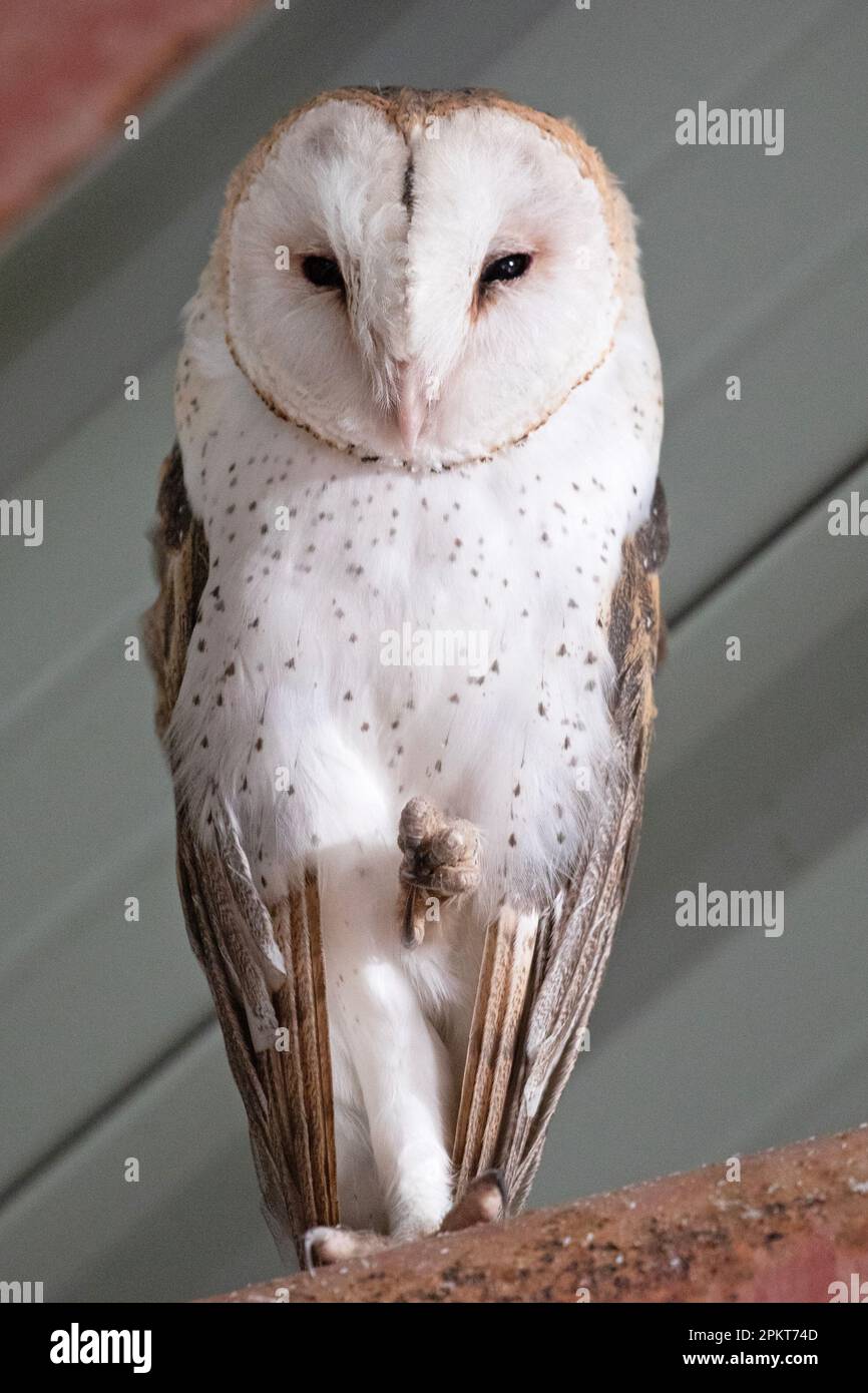 Common Barn Owl, Tyto Alba, on rafters on a barn in The Falkland Islands Stock Photo - Alamy