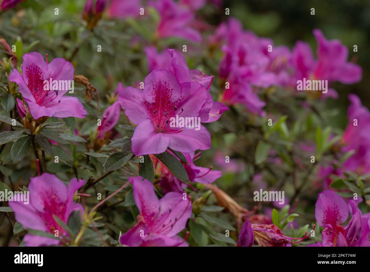 Enchanting Pink Rhododendron Simsii Bloom Stock Photo - Alamy