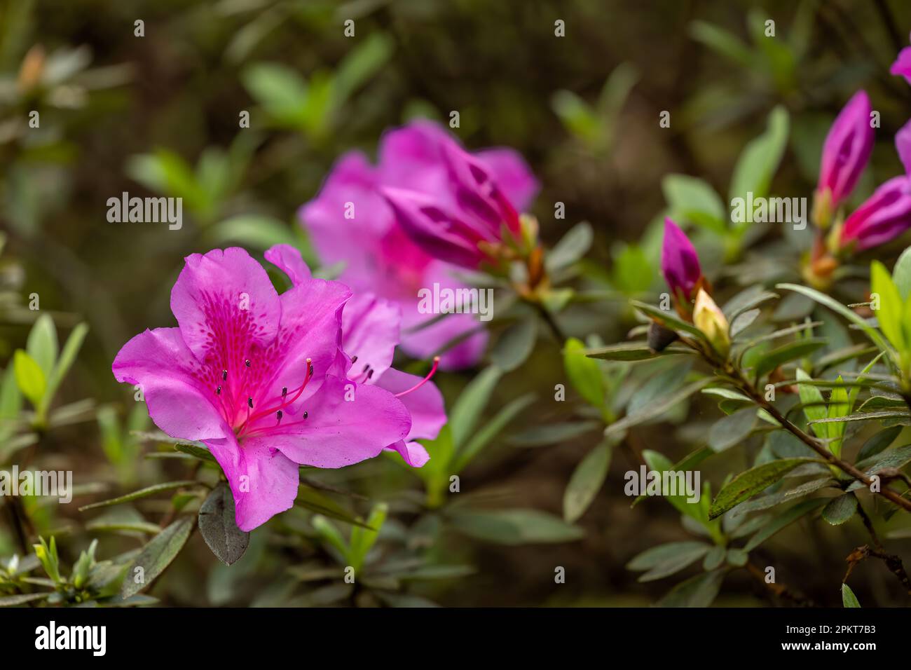 Enchanting Pink Rhododendron Simsii Bloom Stock Photo - Alamy