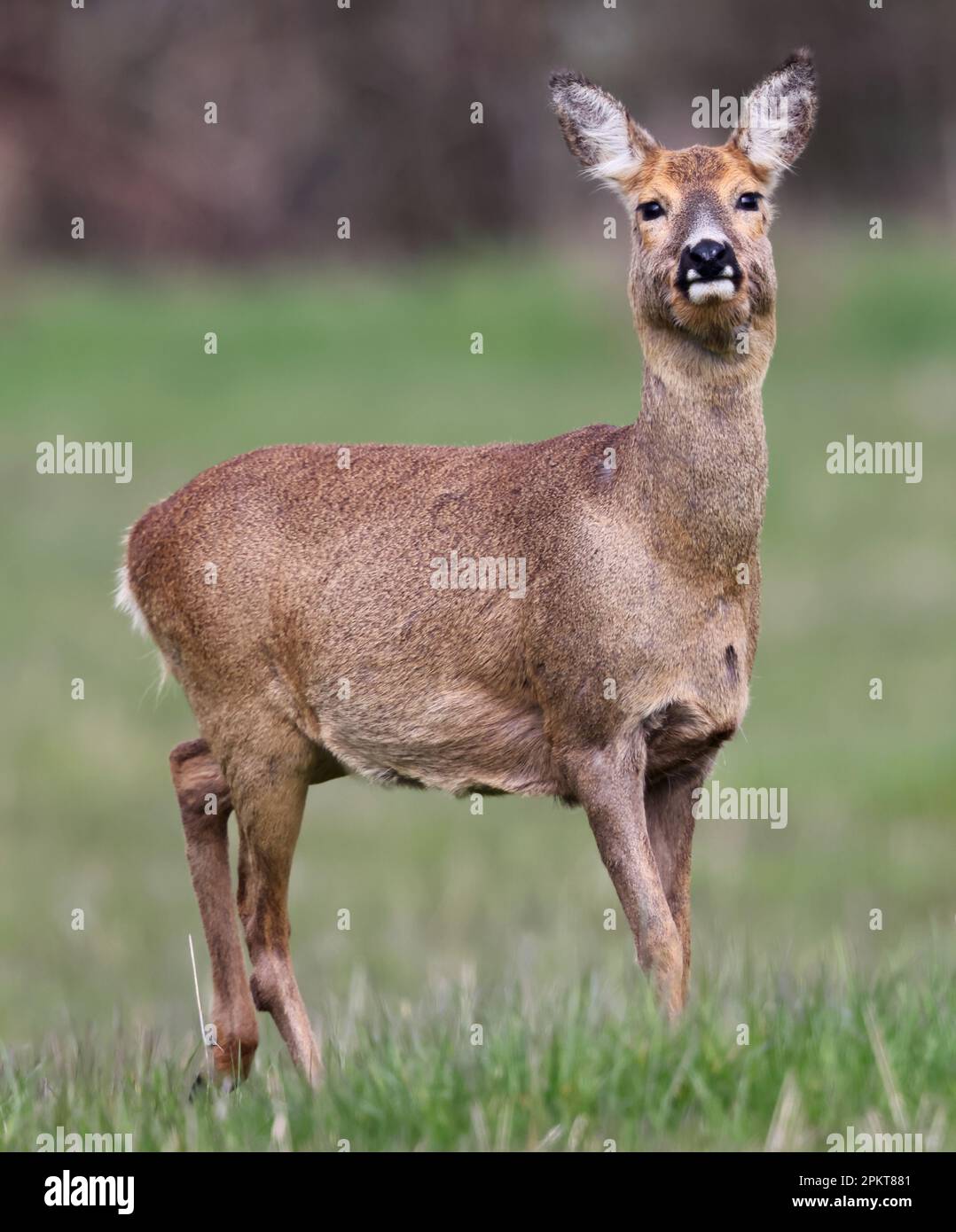 A Roe Deer doe (Capreolus capreolus) in the Cotswold Hills during the ...