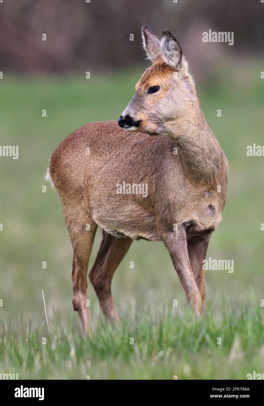 A Roe Deer doe (Capreolus capreolus) in the Cotswold Hills during the ...