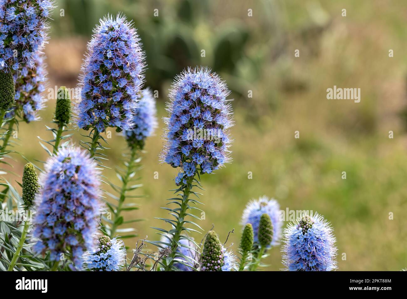 Vertical plant and flower display hi-res stock photography and images ...